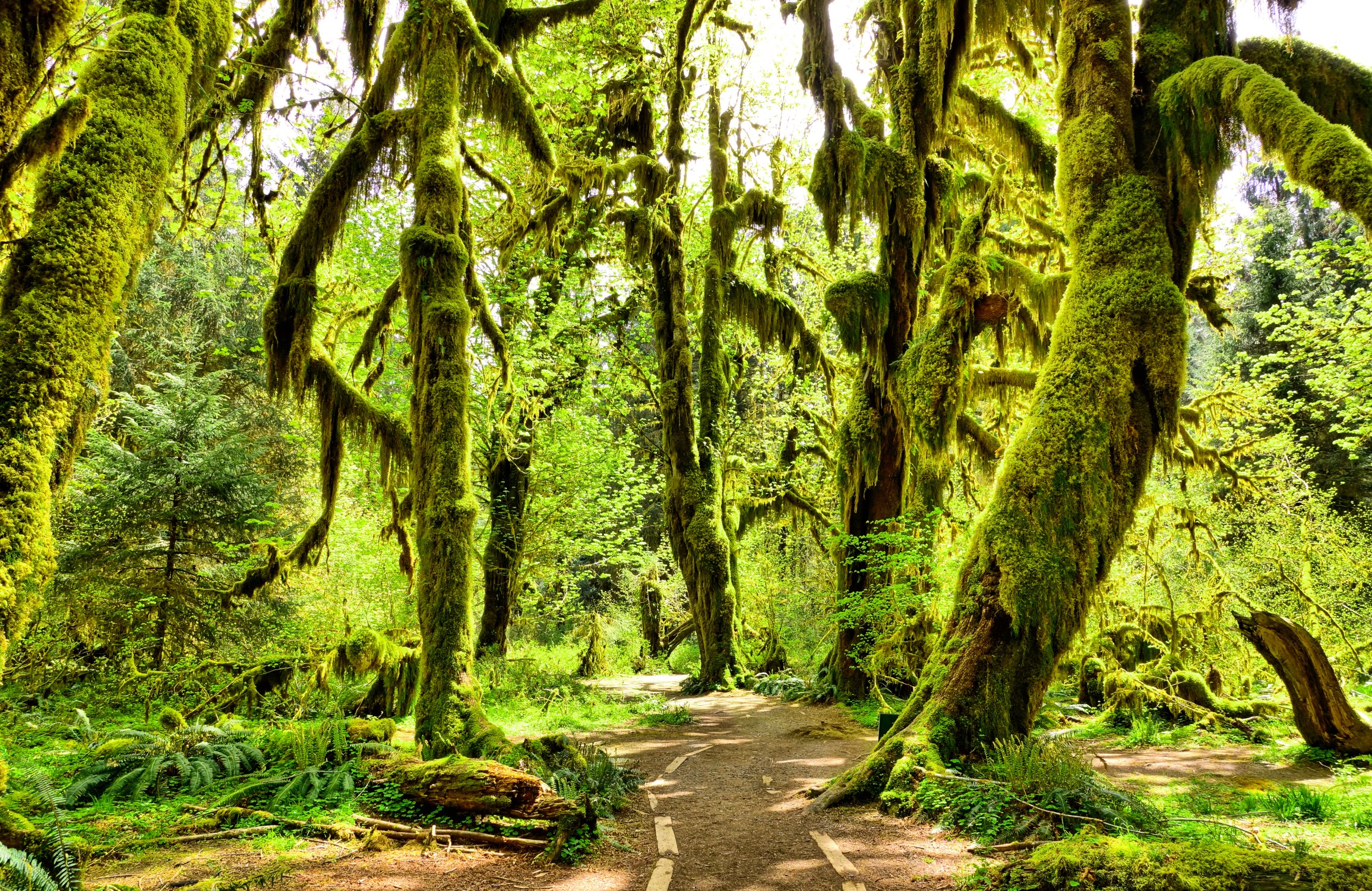 Easy Hoh Rainforest Hikes In Olympic National Park Making Family